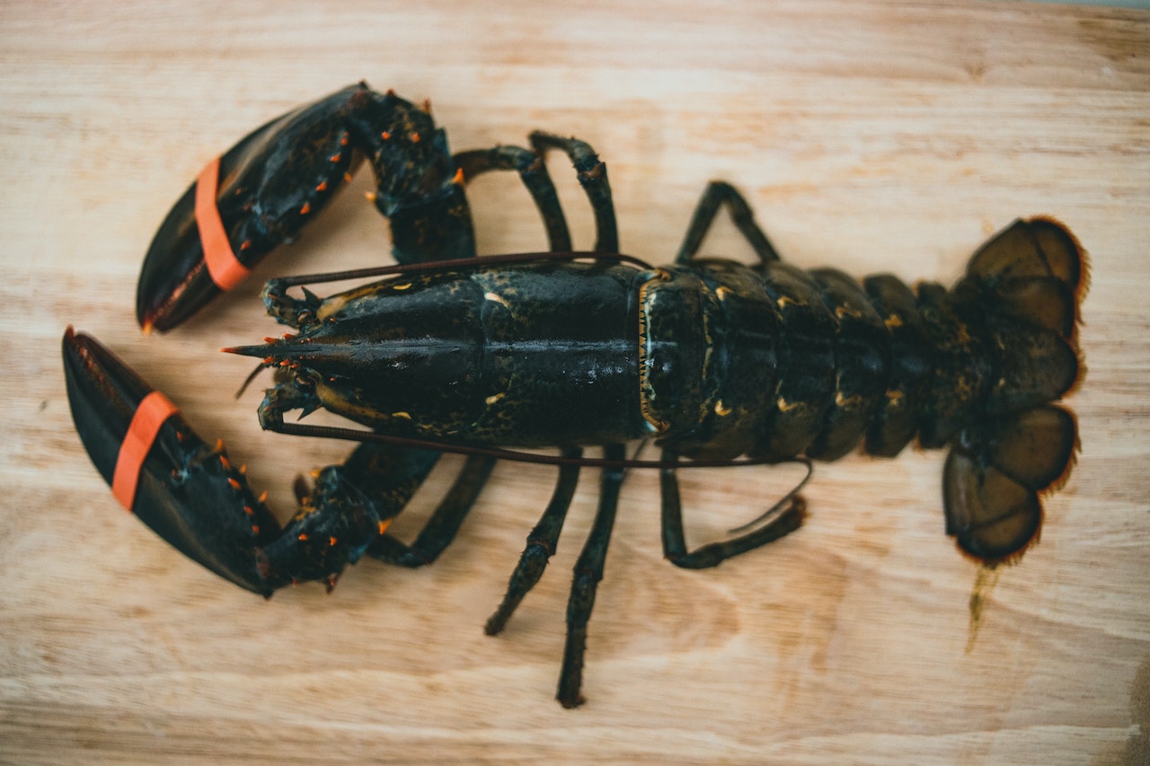 Do Lobsters Feel Pain When Boiled? Do Lobsters Feel Pain When Boiled?